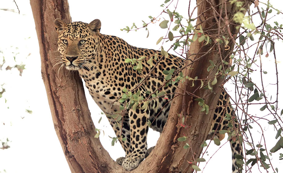 Criterion Travel | Grand South Africa including Rovos Rail